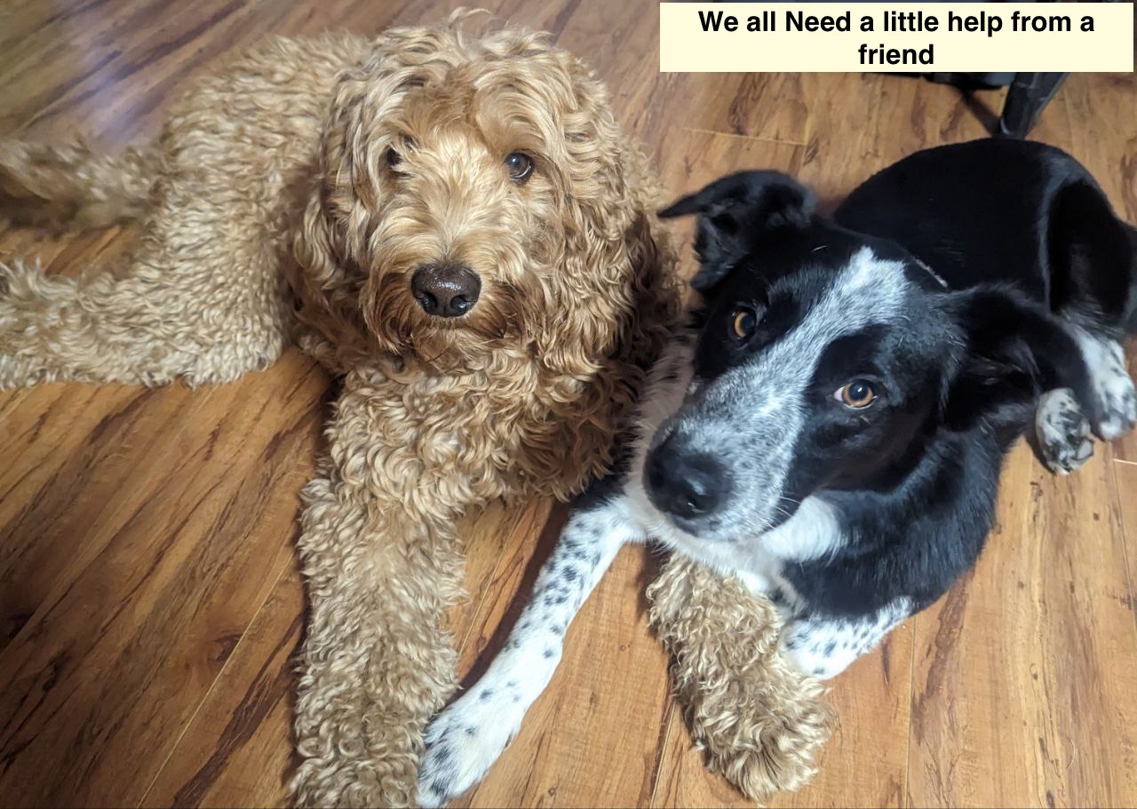 Finding Home: A Journey Through Career Milestones and Community Support in Medical Laboratory ...